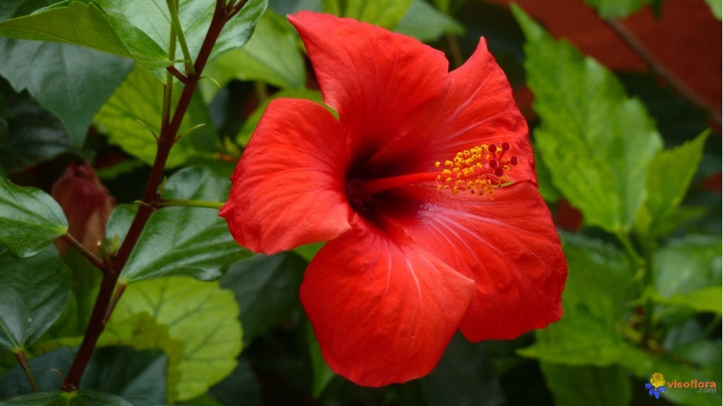 Recette Jus de Bissap (Fleur d'Hibiscus) sucré - SoHadga